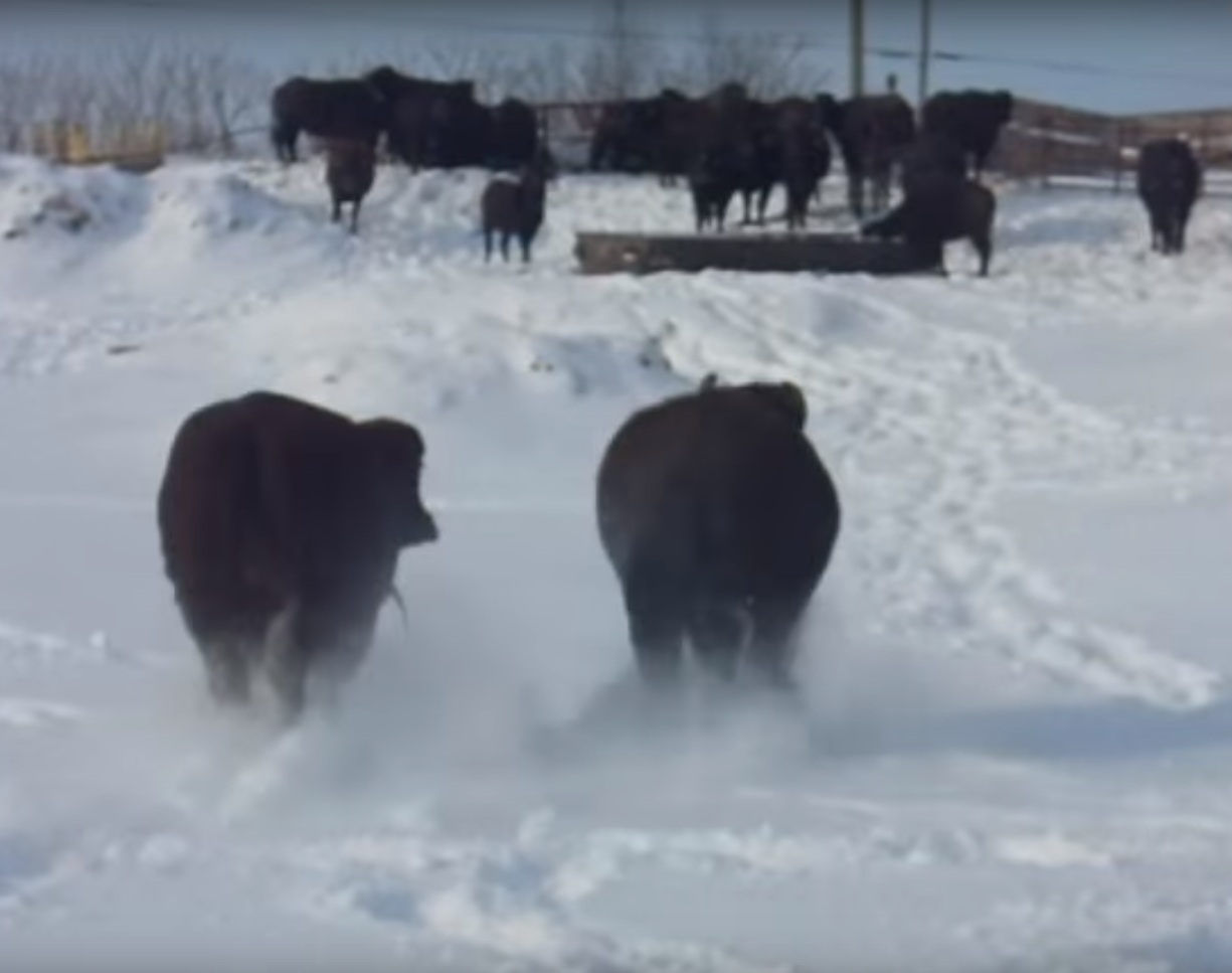 Bivolul românesc între istoria veche şi astăzi – România Străveche ...